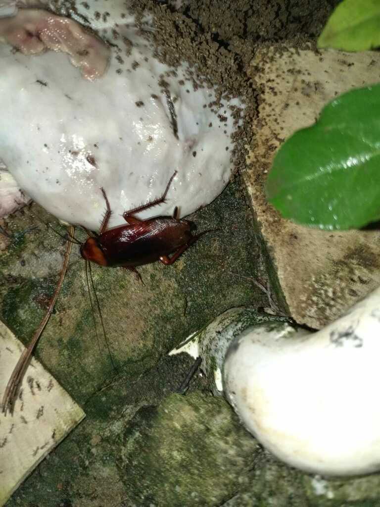 Brown Cockroach from Panamá, Provincia de Panamá, Panamá on October 29 ...