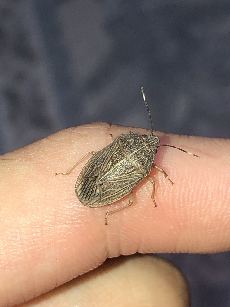 Caystrus in July 2019 by Takaaki Hattori · iNaturalist