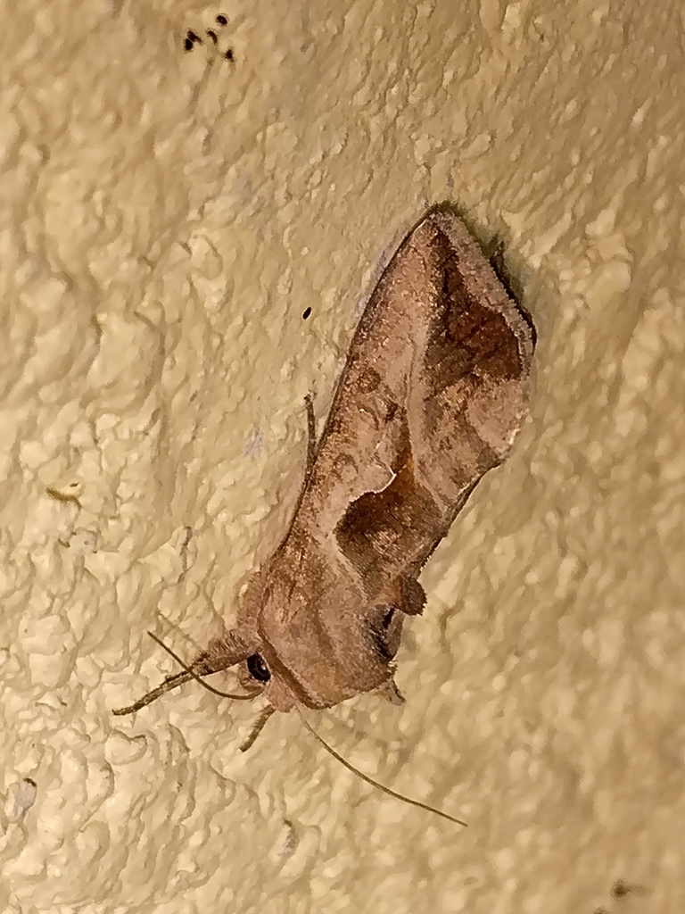 Plusiine Looper Moths from Centro, Zona Centro, Cadereyta de Montes ...