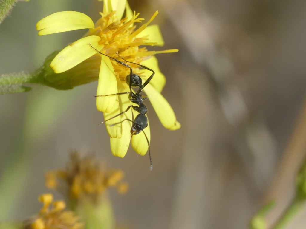 sardoa-group Collared Ants from Dely Ibrahim, Algérie on October 28, 2024 at 02:30 PM by Bernard ...