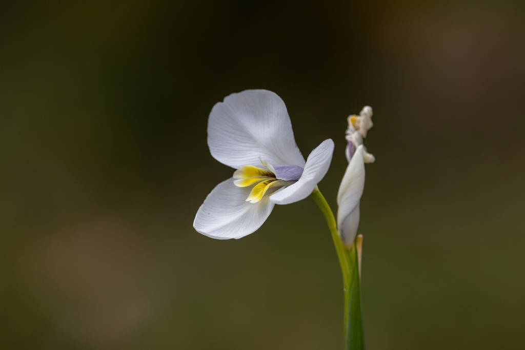 butterfly flag from RJ Chambers Flora and Fauna Reserve, Bourkes Creek ...