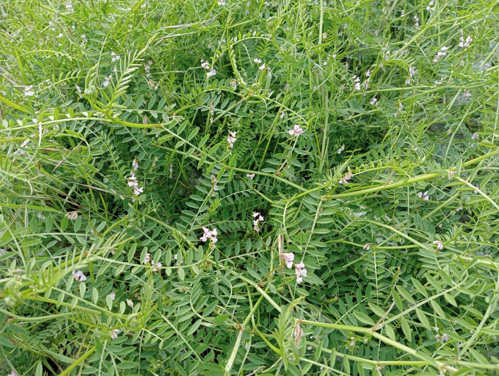 Two-seeded vetch from HPC5+72, Kaikōura Peninsula, Kaikōura 7300, New ...