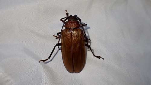 Agrianome howei · iNaturalist Mexico