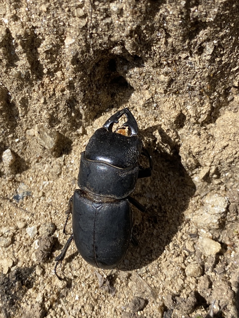 Aulacostethus archeri from Bagmati, NP-MM, NP on October 29, 2024 at 11 ...