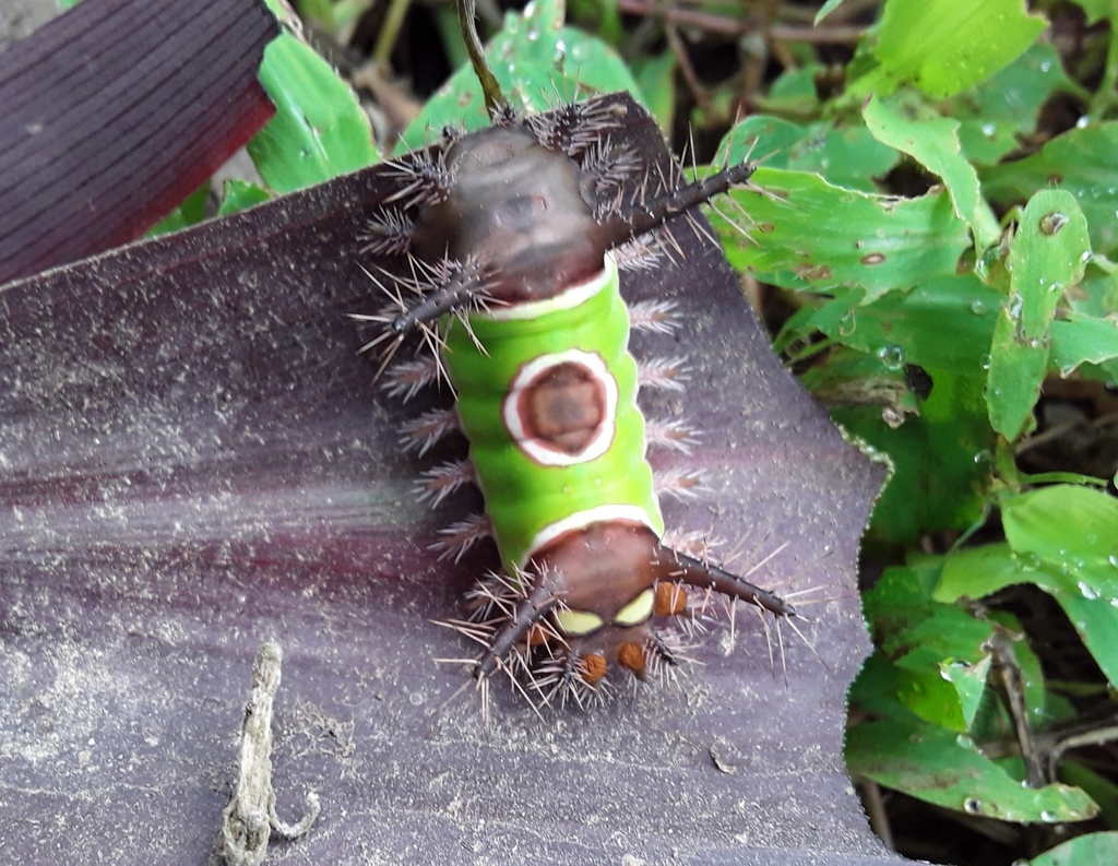 Acharia hyperoche from Panama on July 11, 2019 at 10:09 AM by rking ...