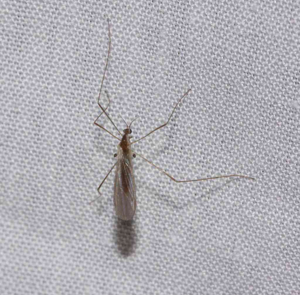 Erioptera septemtrionis from Le Rocher-Percé, QC, Canada on July 10 ...