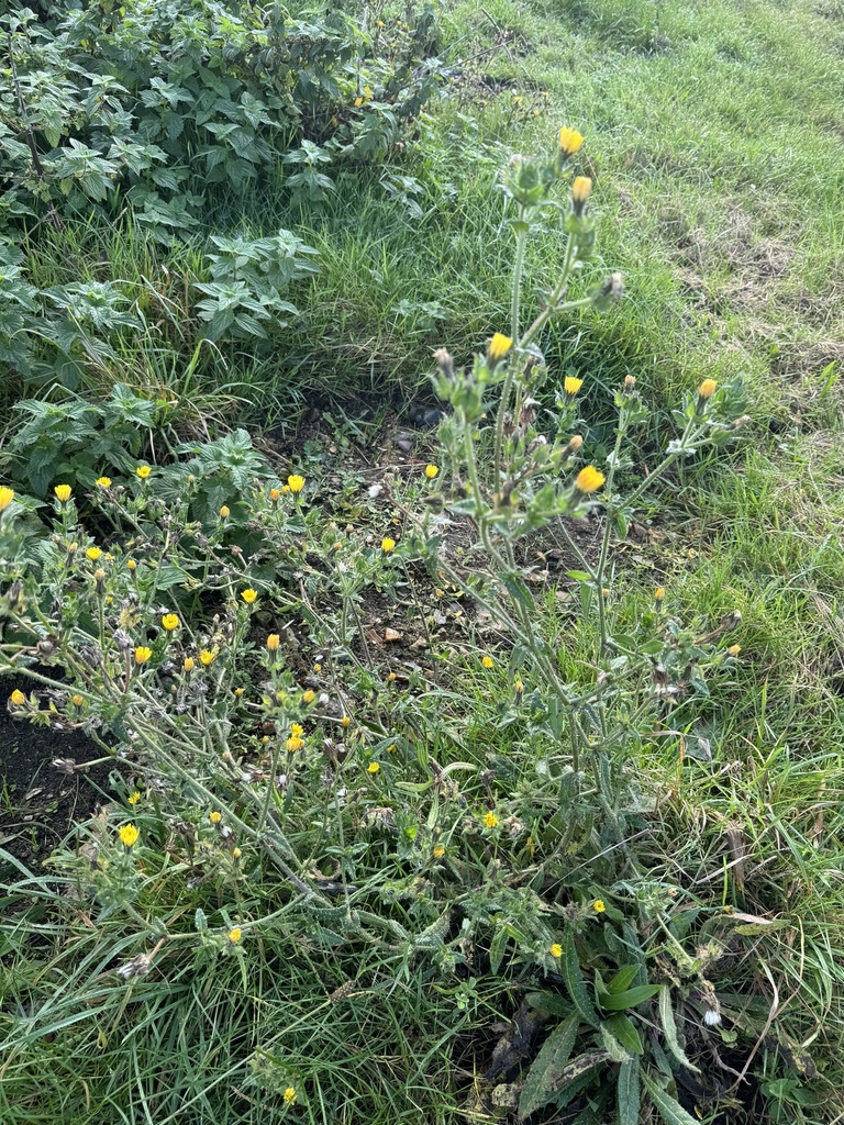 bristly oxtongue from Suffolk, UK on October 25, 2024 at 11:43 AM by ...