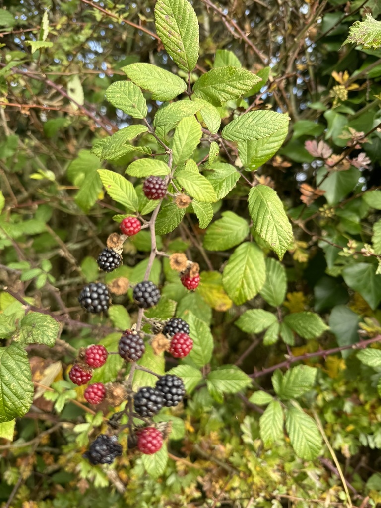 brambles from Suffolk, UK on October 25, 2024 at 11:44 AM by Matthew ...