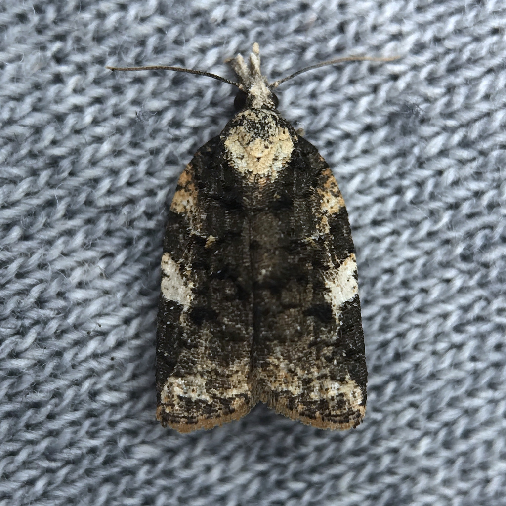 Exasperating Platynota Moth from Hendon, Bledsoe County, TN, USA on ...