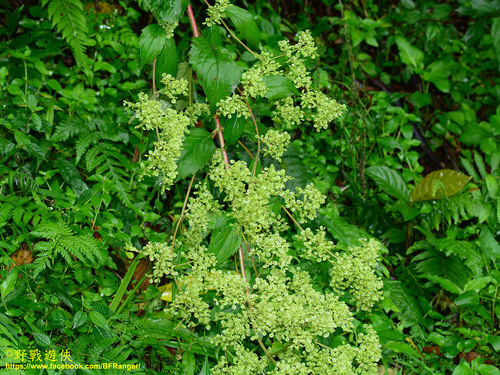 Patrinia monandra · iNaturalist