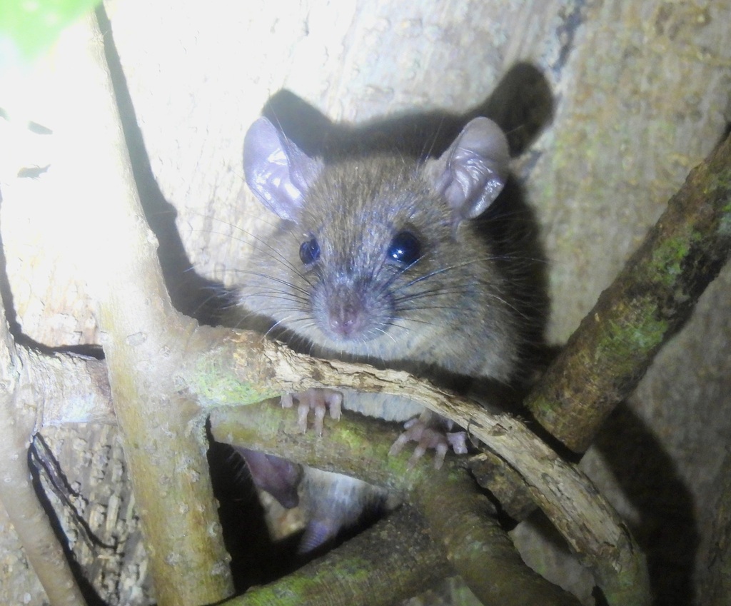 Malaysian Field Rat from Bukit Panjang, Singapore on October 10, 2024 ...