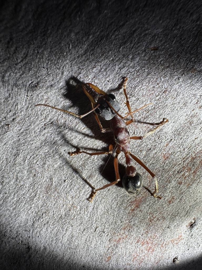 Black-headed Bull Ant from Timothy Rd, Londonderry, NSW, AU on October ...