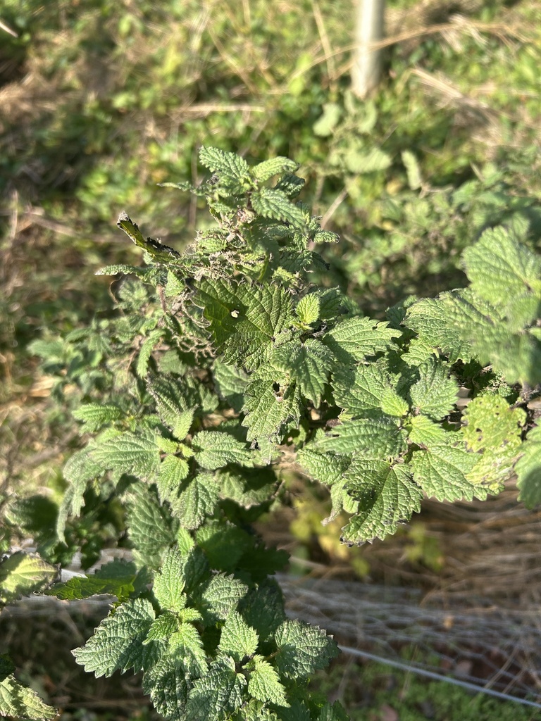 great stinging nettle from Scottish Borders, UK on 23 October, 2024 at ...