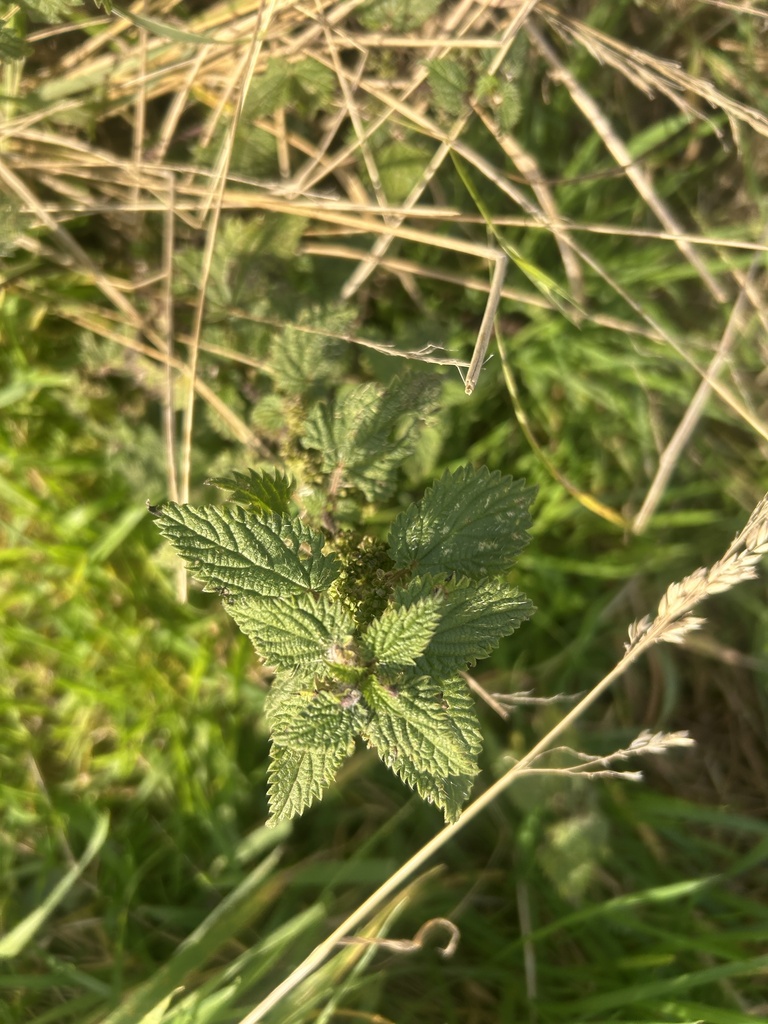 great stinging nettle from Scottish Borders, UK on 23 October, 2024 at ...