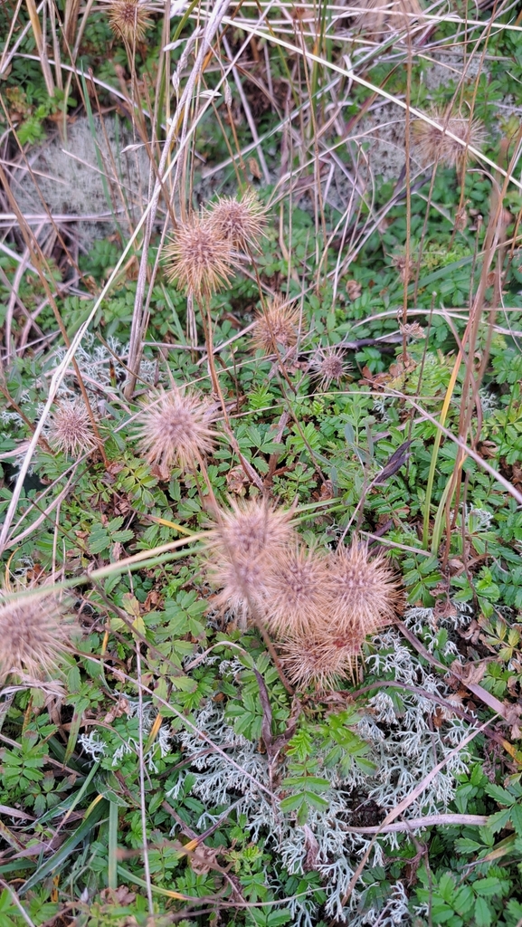 Biddy-biddy from Holy Island, Berwick-upon-Tweed TD15 2SS, UK on ...