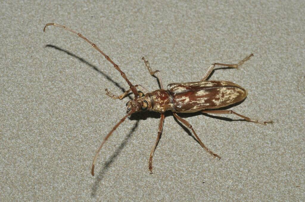 Pseudaeolesthes chrysothrix chrysothrix from 蓮生寺公園通り三番街 on July 14 ...