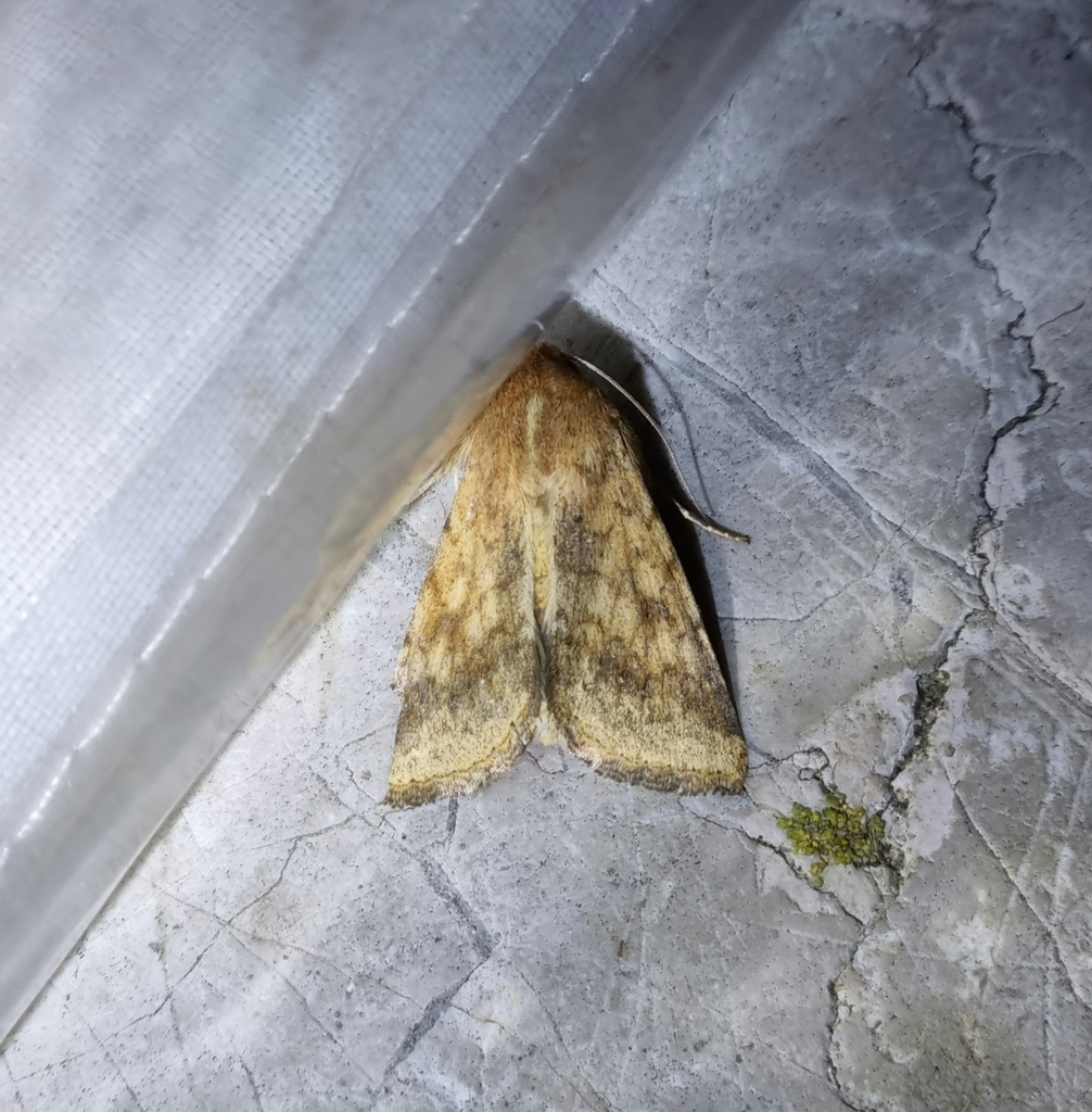 Cotton Bollworm Moth from Hely: 45,855290, 18,430010 on October 28 ...