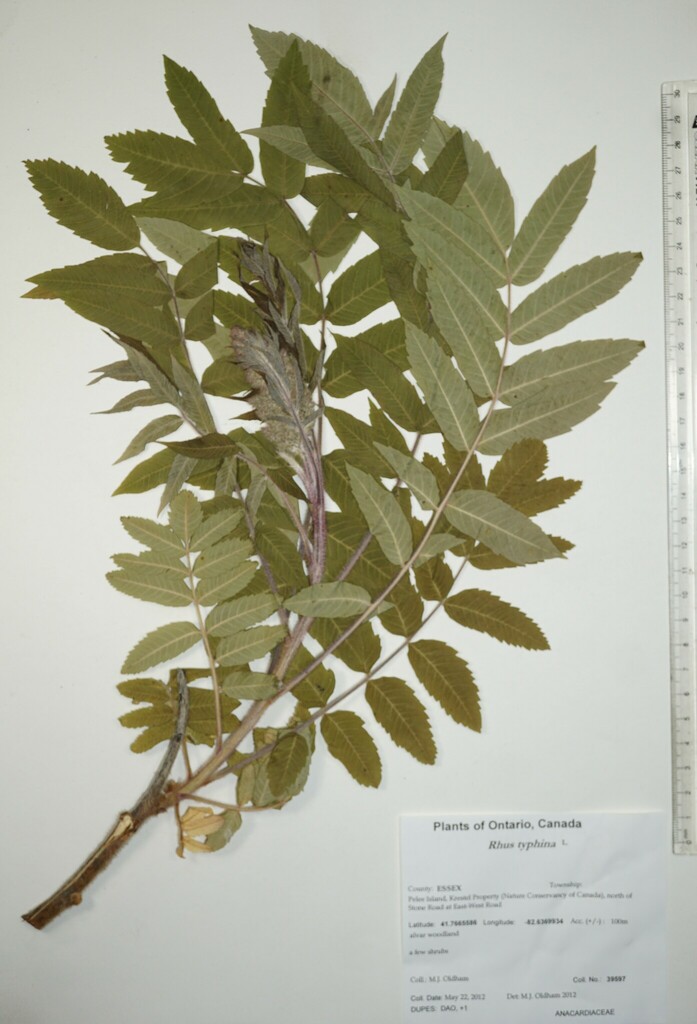 staghorn sumac from Canada, Ontario, ESSEX County, Pelee Island ...