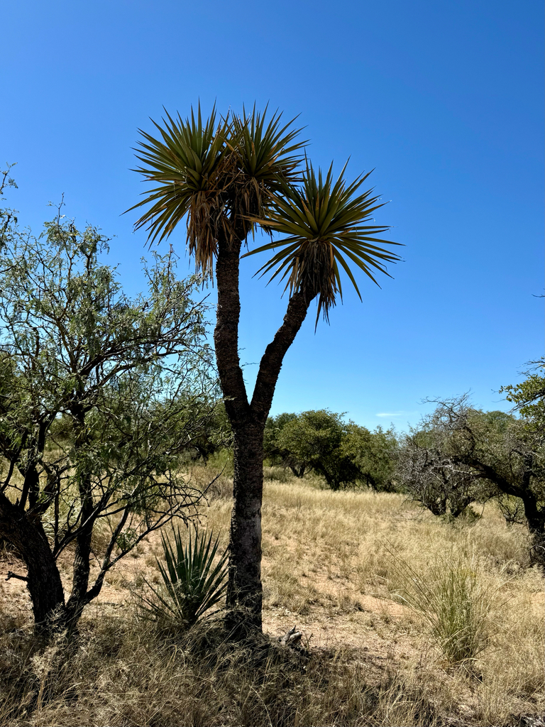 mountain yucca from Saint David, AZ, US on October 24, 2024 at 11:56 AM ...