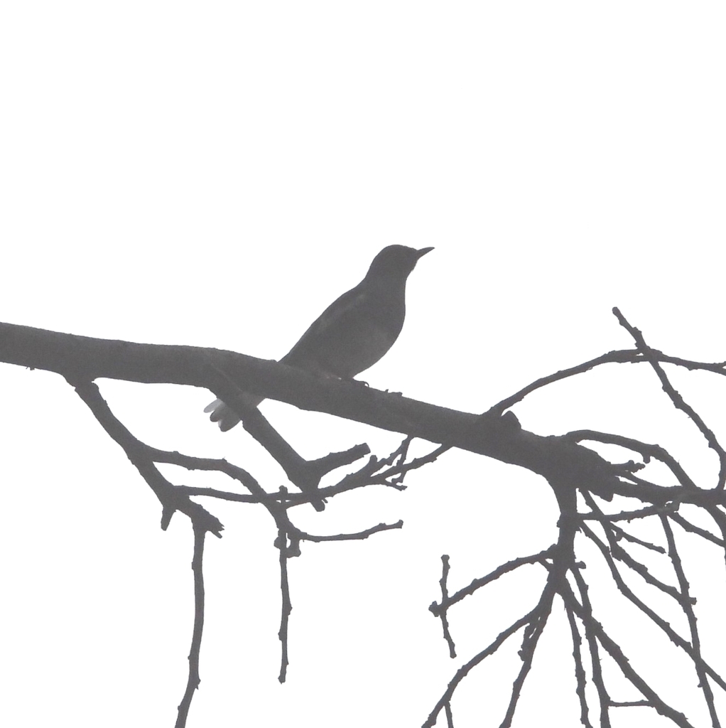 Oriental Magpie-Robin from Opposite Benchamarajalai School, Khwaeng Wat ...