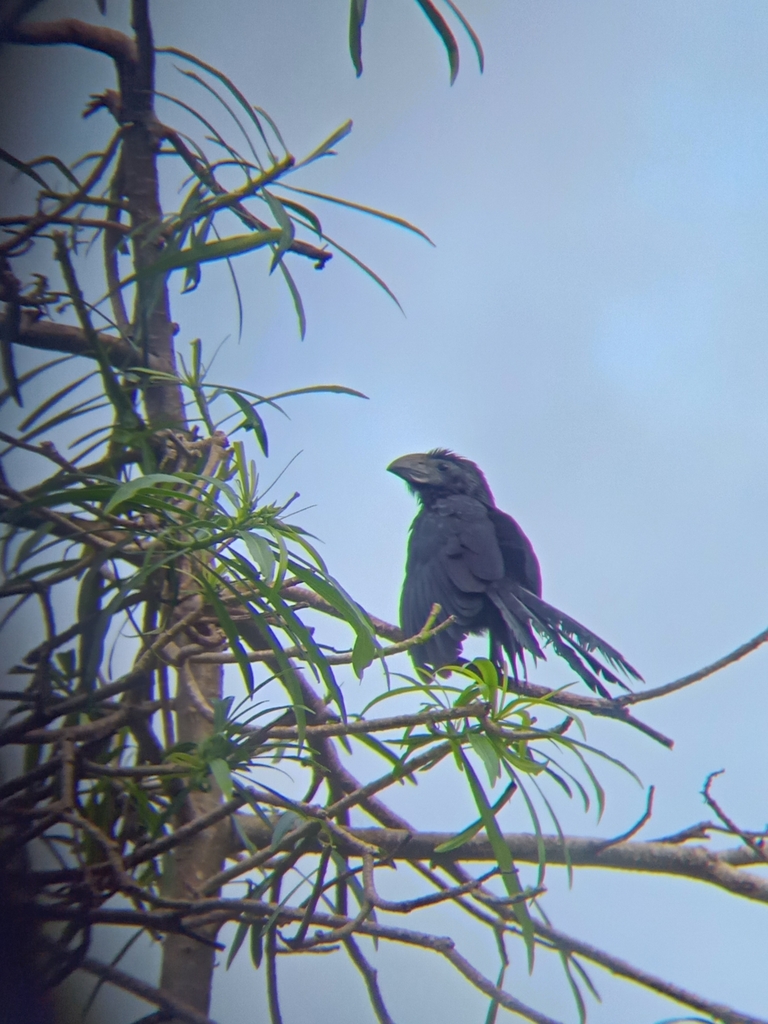 Garrapatero pijuy desde 77730 Q.R., México el 29 de octubre de 2024 a ...