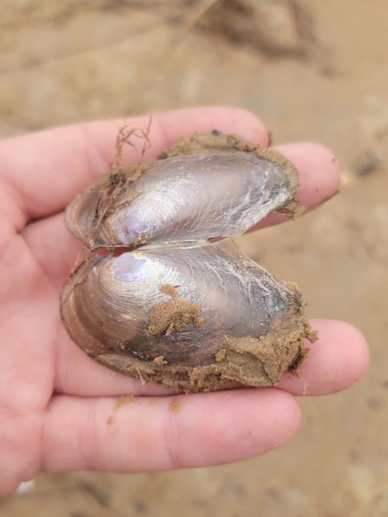Pink Papershell from Limestone County, AL, USA on October 28, 2024 at ...