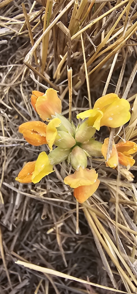 Silver Frilly Pea from Rietvallei 377-Jr, Pretoria, 0181, South Africa ...