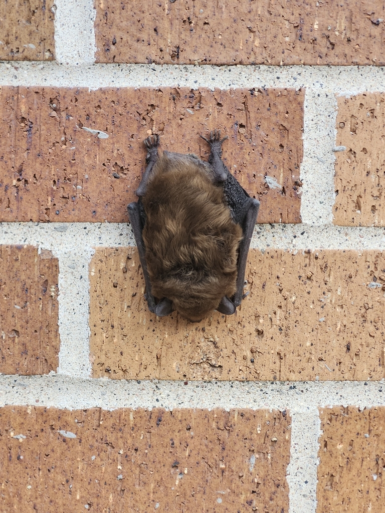 Little Brown Bat from Moorhead, MN 56563, USA on October 29, 2024 at 08 ...