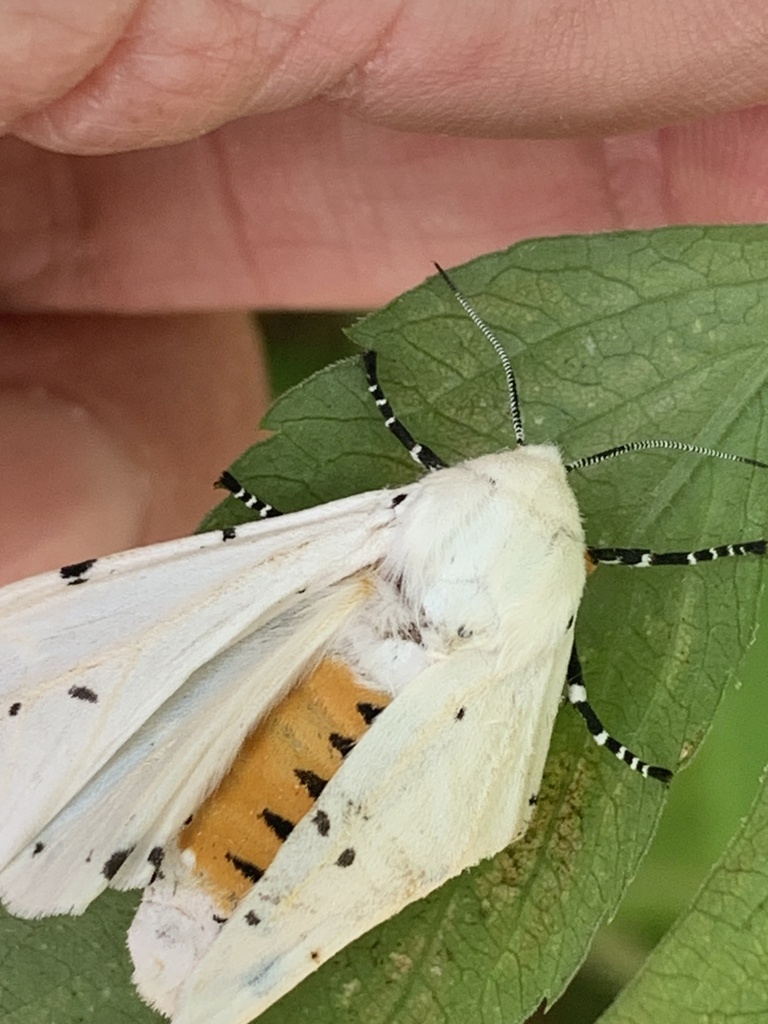 Ermine Moths from Calle 6, Mérida, Yuc., MX on October 29, 2024 at 08: ...
