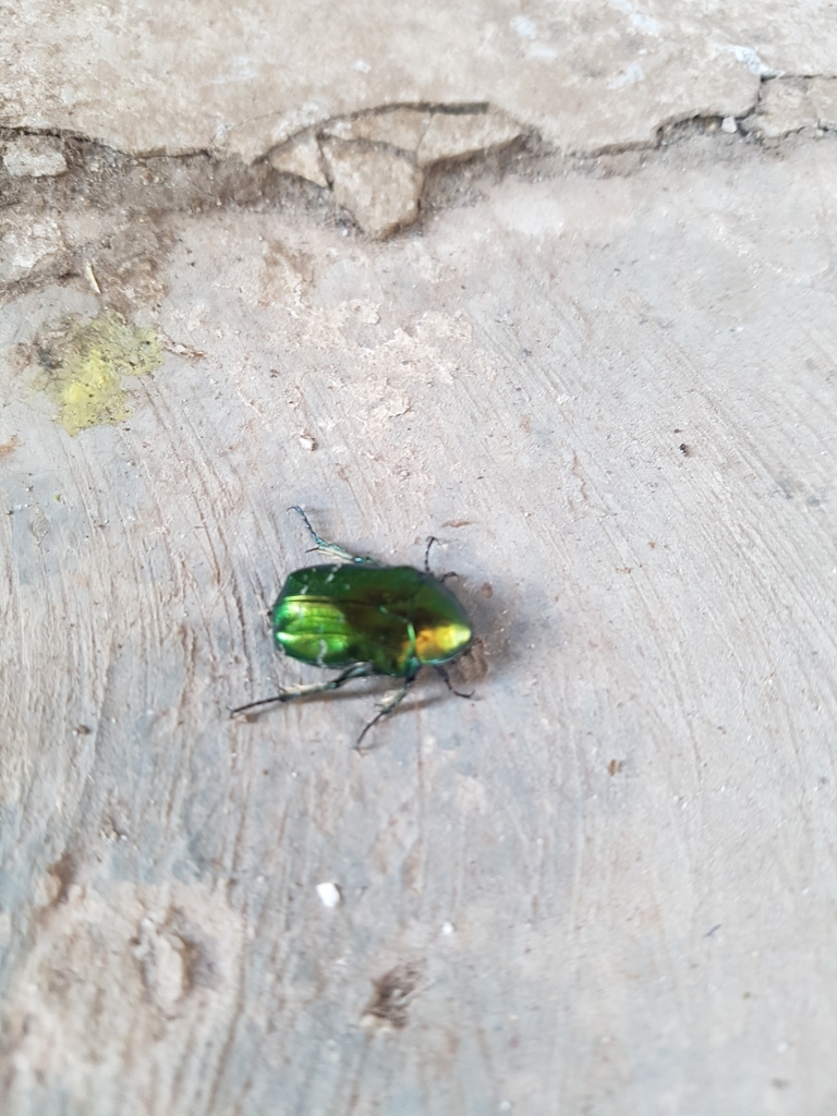 European Rose Chafer from Tivat, Montenegro on July 10, 2019 at 06:07 ...