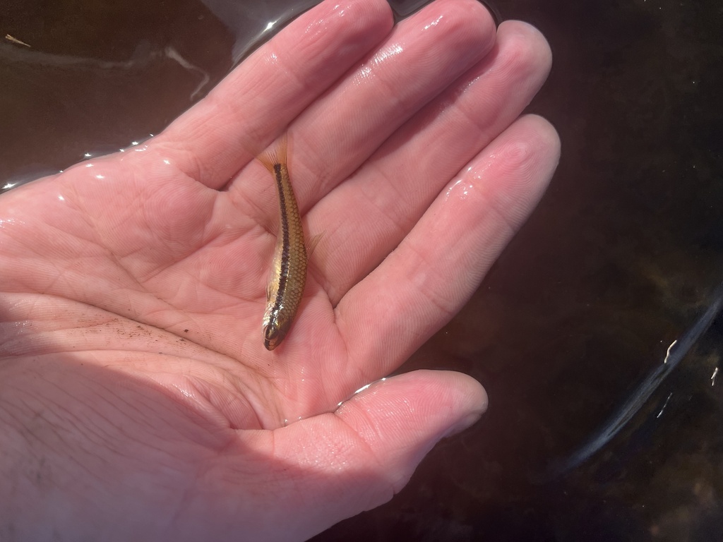 Bridle Shiner in October 2024 by friedmummichog · iNaturalist
