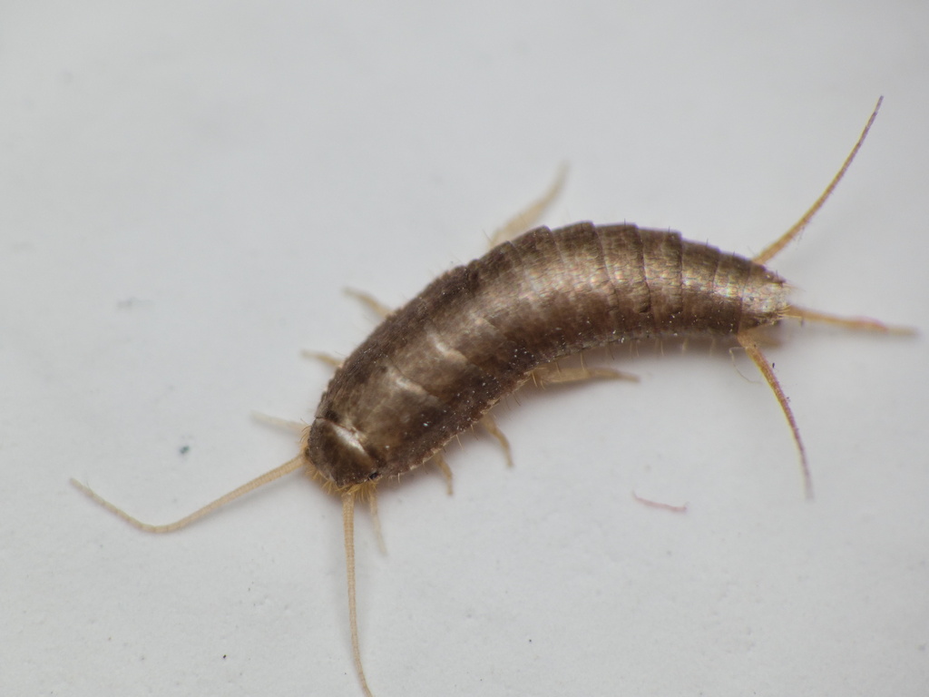 Common Silverfish from Osiedle Kochanowskiego, 87-100 Toruń, Polska on ...