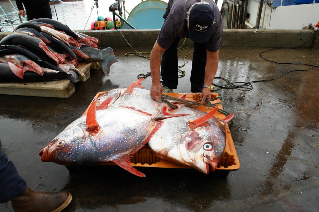 Smalleye Pacific Opah from San Diego, CA, USA on November 14, 2006 at ...