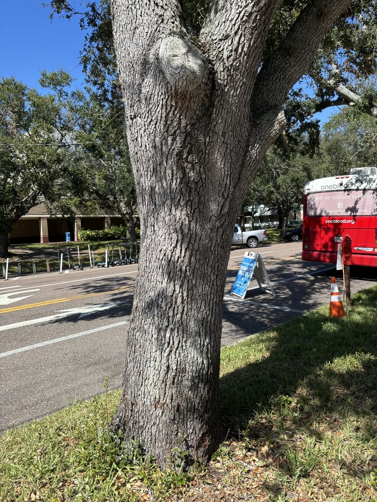 southern live oak from The University of South Florida, Saint ...