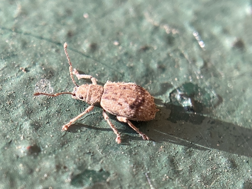 Peach Root Weevil from Charles St, Speers, PA, US on October 29, 2024 ...