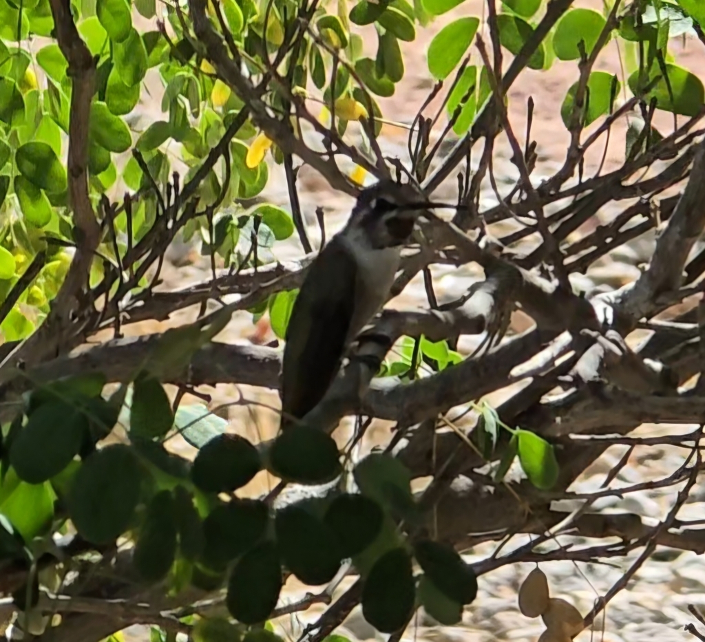 Anna's and Costa's Hummingbirds from Agriculture and Science, Yuma, AZ ...