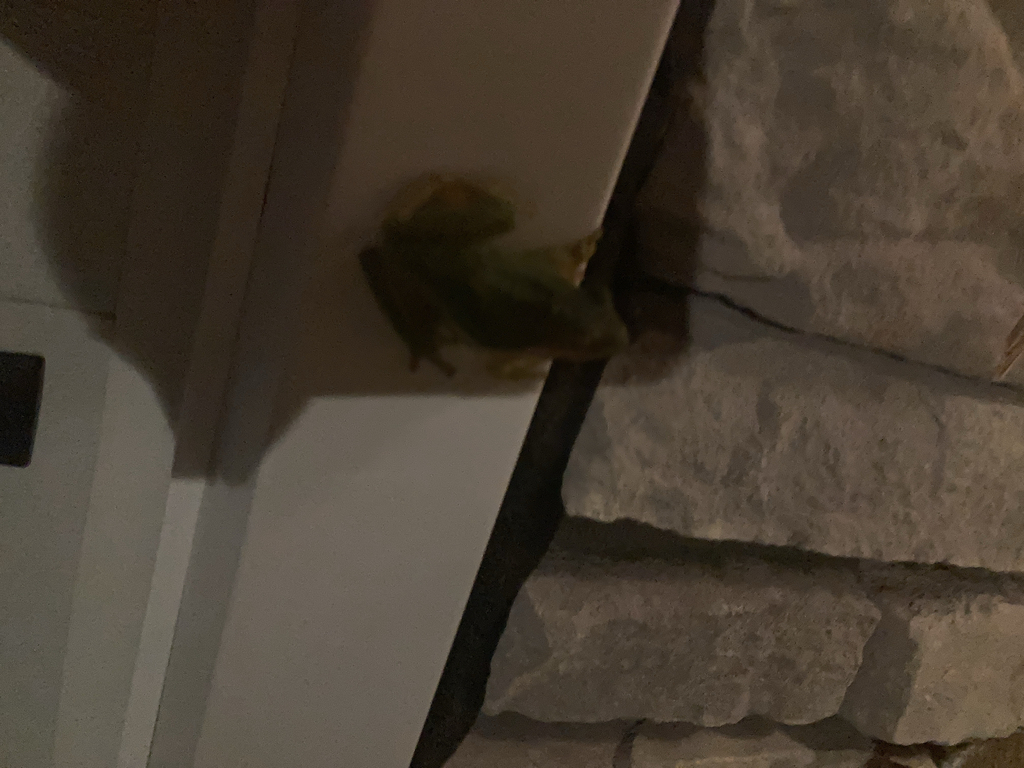 Tree Frogs and Allies from Indian Trail on October 28, 2024 at 08:30 PM ...