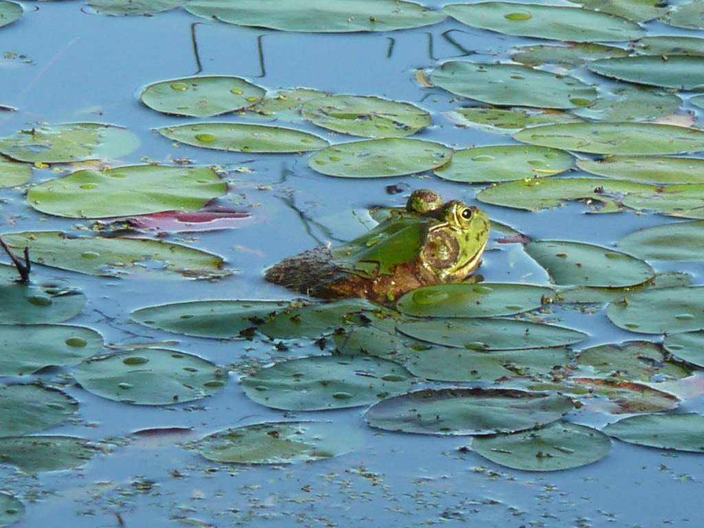 American Bullfrog from Sheldon Reservoir, Texas 77044, USA on April 12 ...