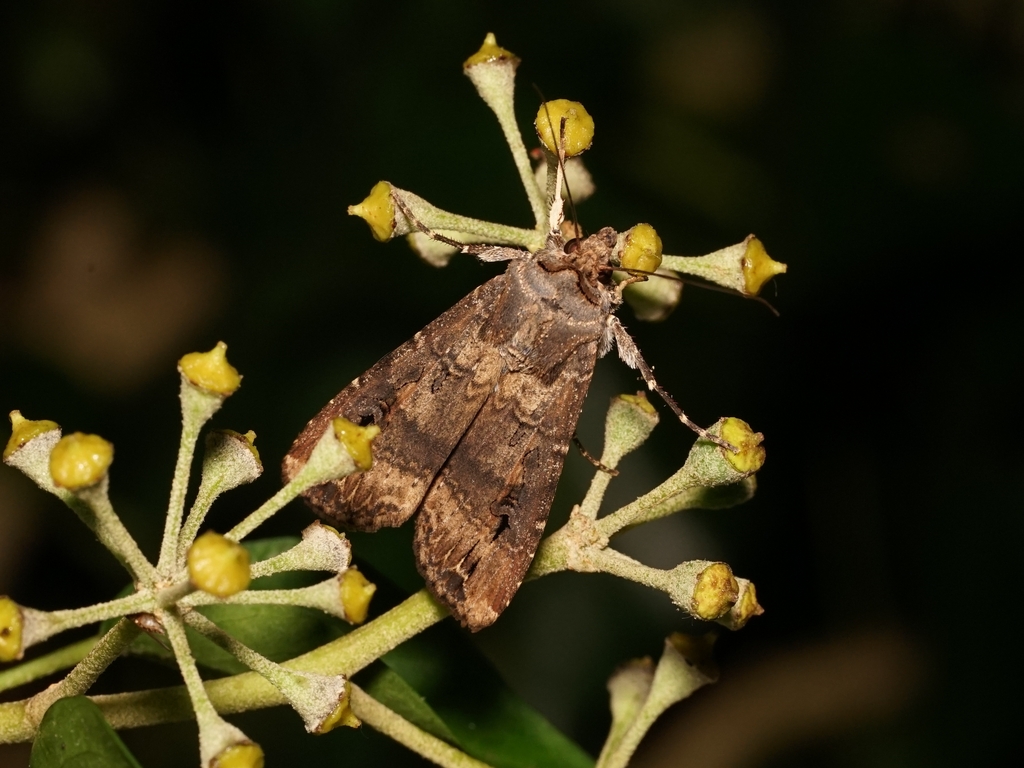 Ipsilon Dart Moth from Allerheiligen bei Wildon, Österreich on October ...