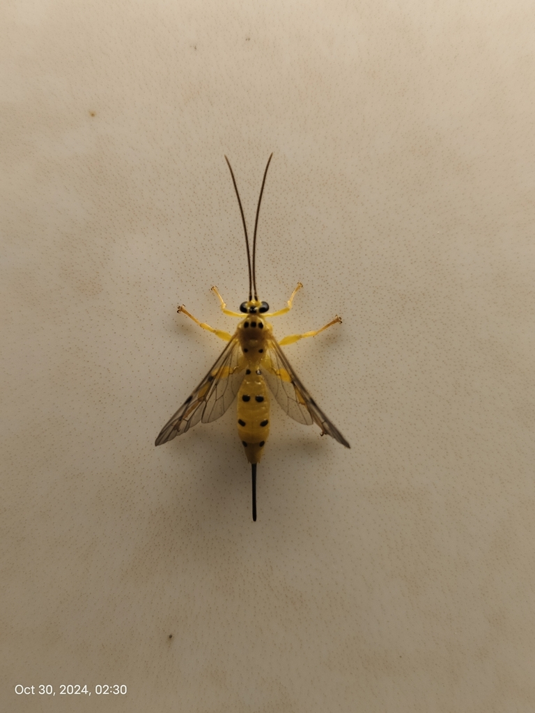 Xanthopimpla punctata from 29CG+R3V, Pilkhi, Bihar 803116, India on ...