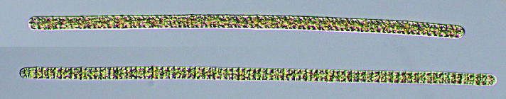 Planktothrix isothrix from Brisbane QLD, Australia on October 27, 2024 ...