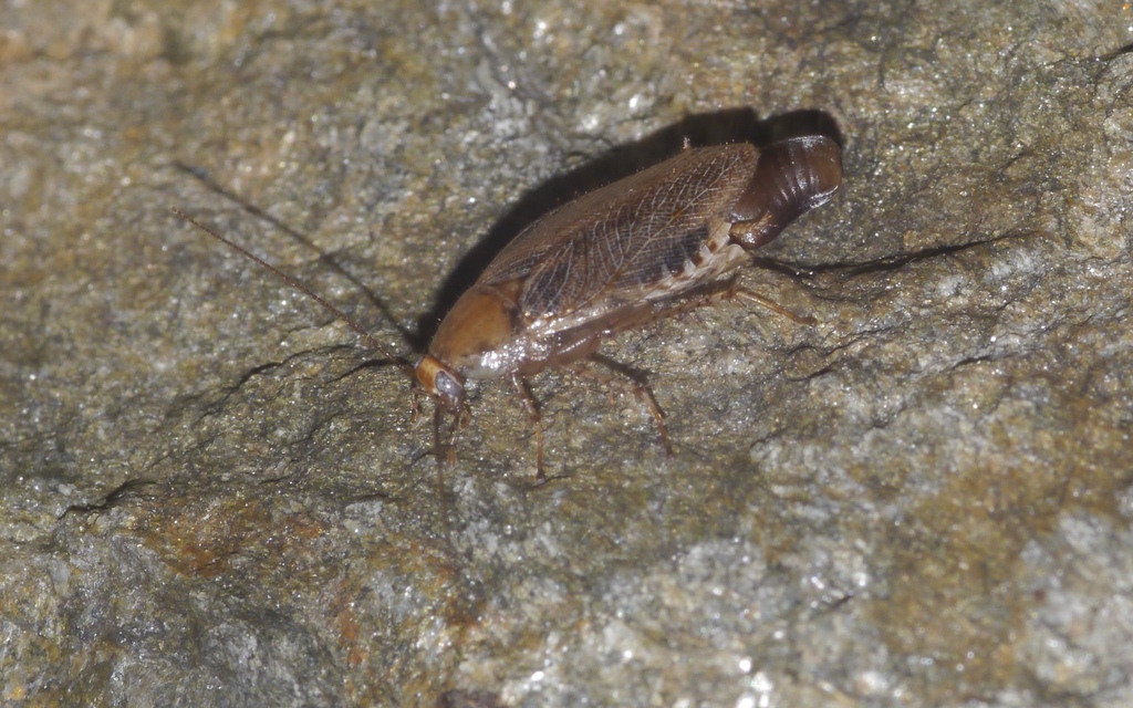 Amber Wood Cockroach from 2380 Perchtoldsdorf, Austria on October 29 ...