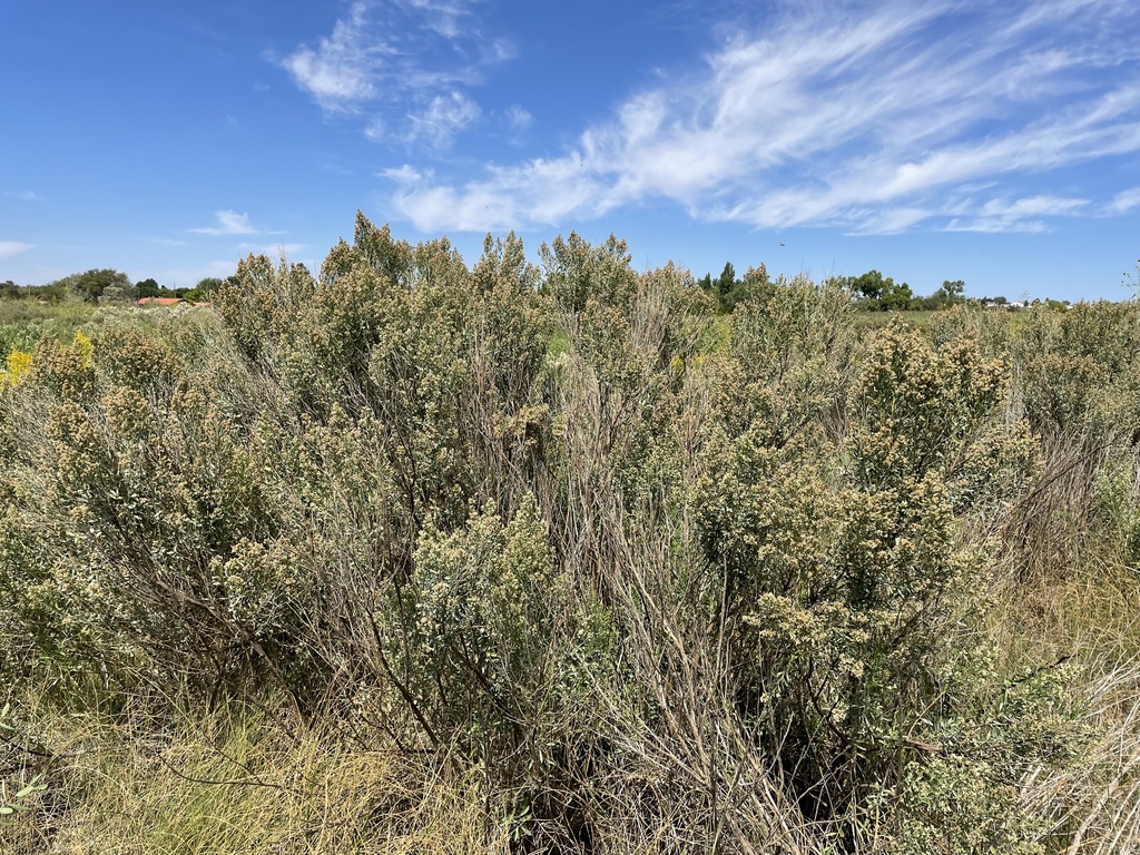 willow baccharis from Santa Rosa, NM 88435, USA on September 8, 2023 at ...