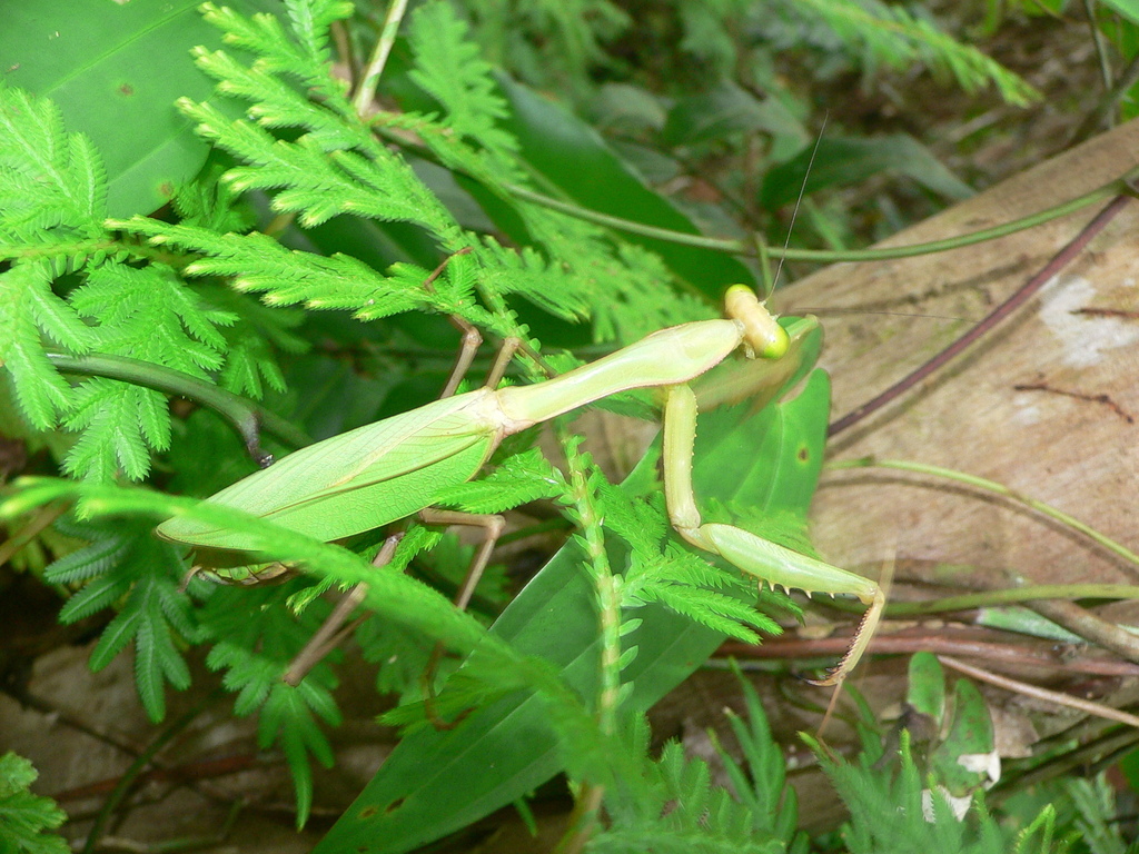 Giant Asian Mantises from Raja Ampat Regency, West Papua, Indonesia on ...