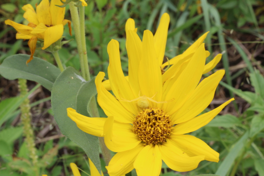 Misumenini from Sedgwick County, KS, USA on August 06, 2016 at 02:37 PM ...