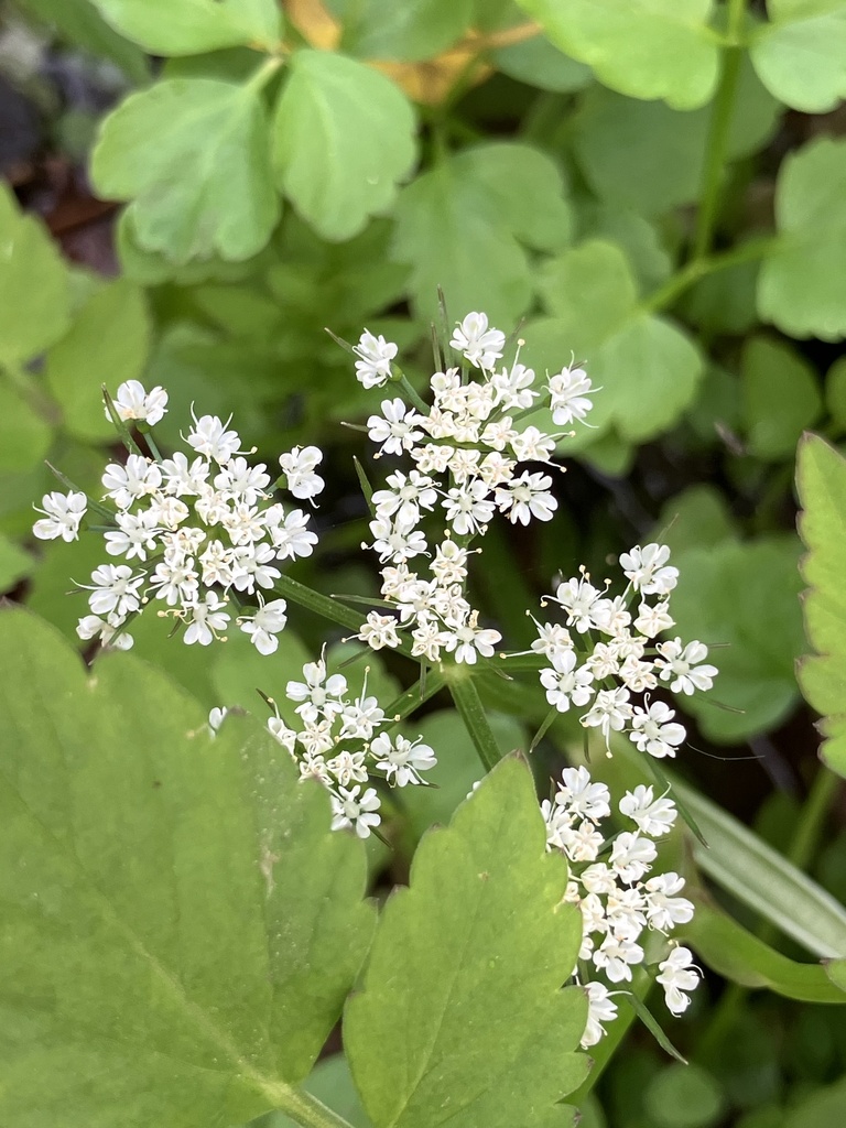 Java water-dropwort from Minnesota Valley National Wildlife Refuge ...