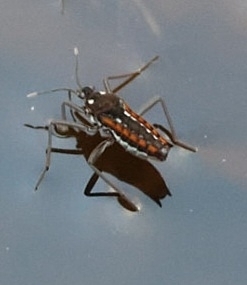 Capra's Water Cricket from Bucksburn, Aberdeen AB21 9SX, UK on October ...