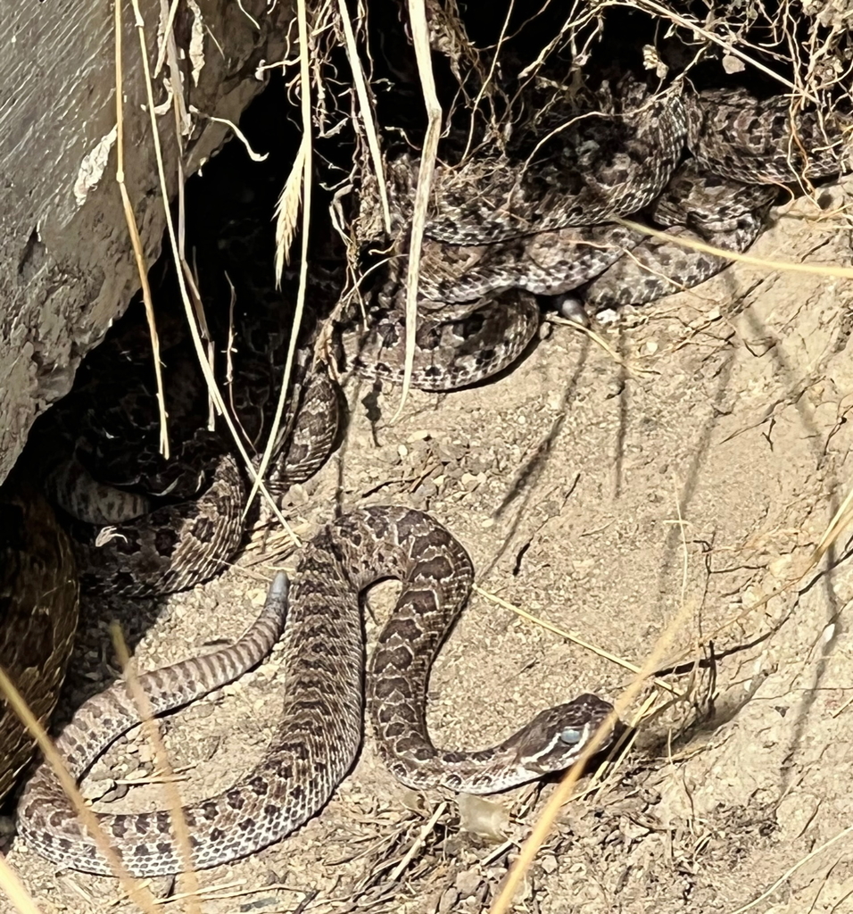 Prairie Rattlesnake in August 2022 by Dan L. Johnson · iNaturalist