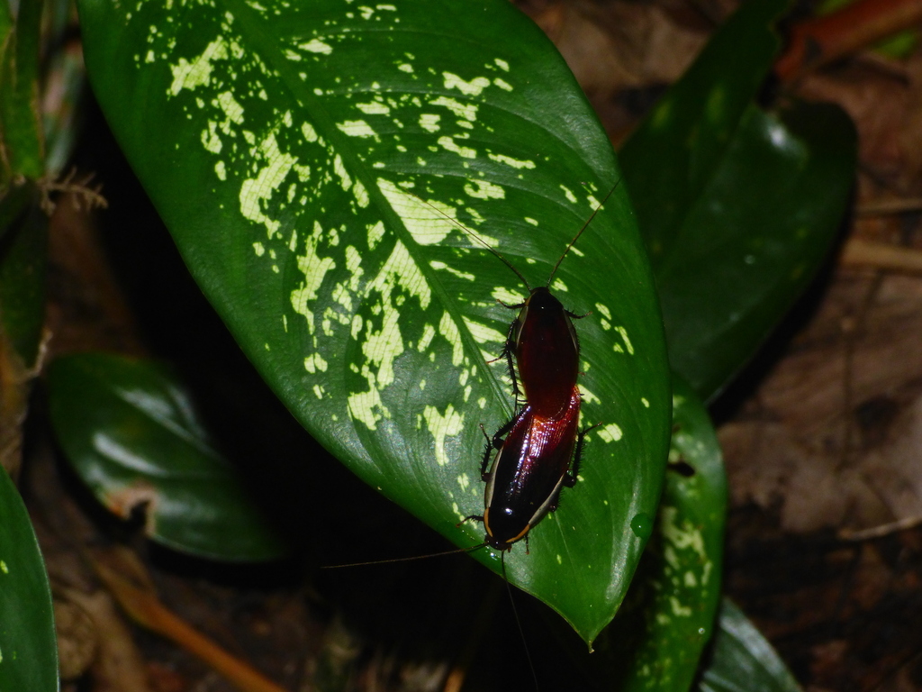 Nyctibora from Magé, RJ, Brasil on October 26, 2024 at 02:51 AM by ...