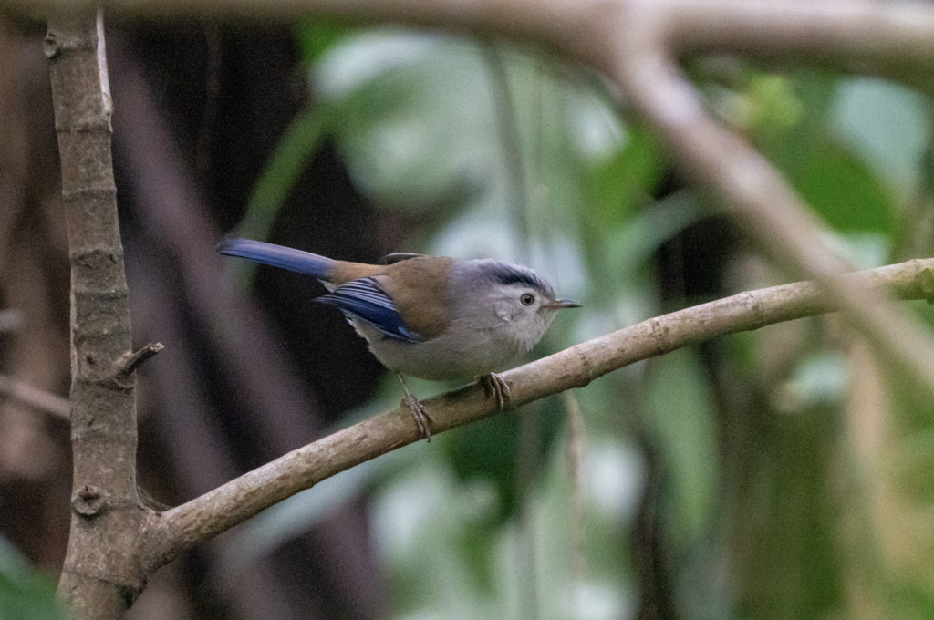 Blue-winged Minla from Lam Tsuen, Hong Kong on January 24, 2024 at 11: ...